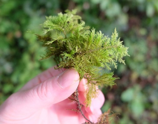 Moss Control – TurfStore