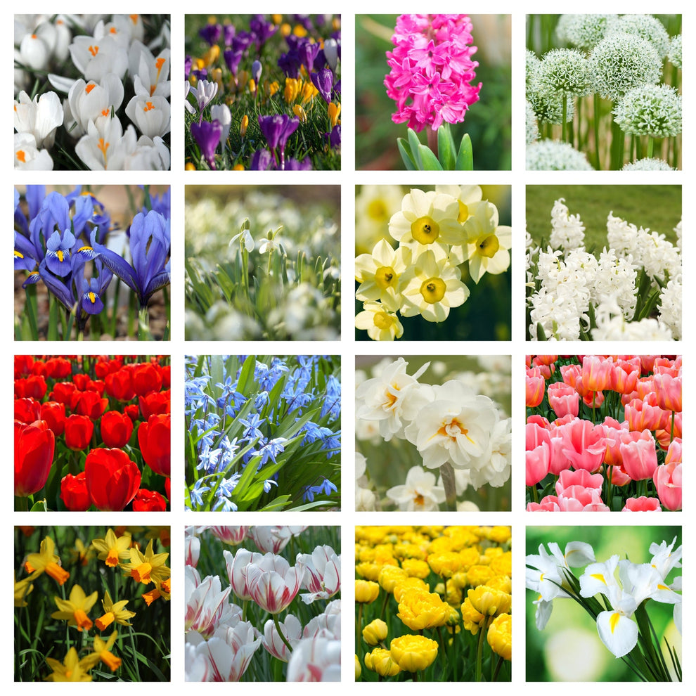 10 x Packets of Spring Flowering Bulbs – TurfStore